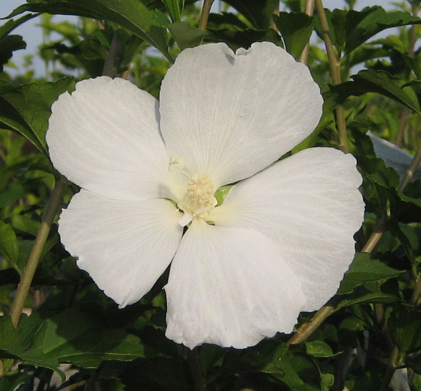 Diana Rose Of Sharon | Natorp's Online Plant Store Diana Rose Of Sharon | Natorp's Online Plant Store